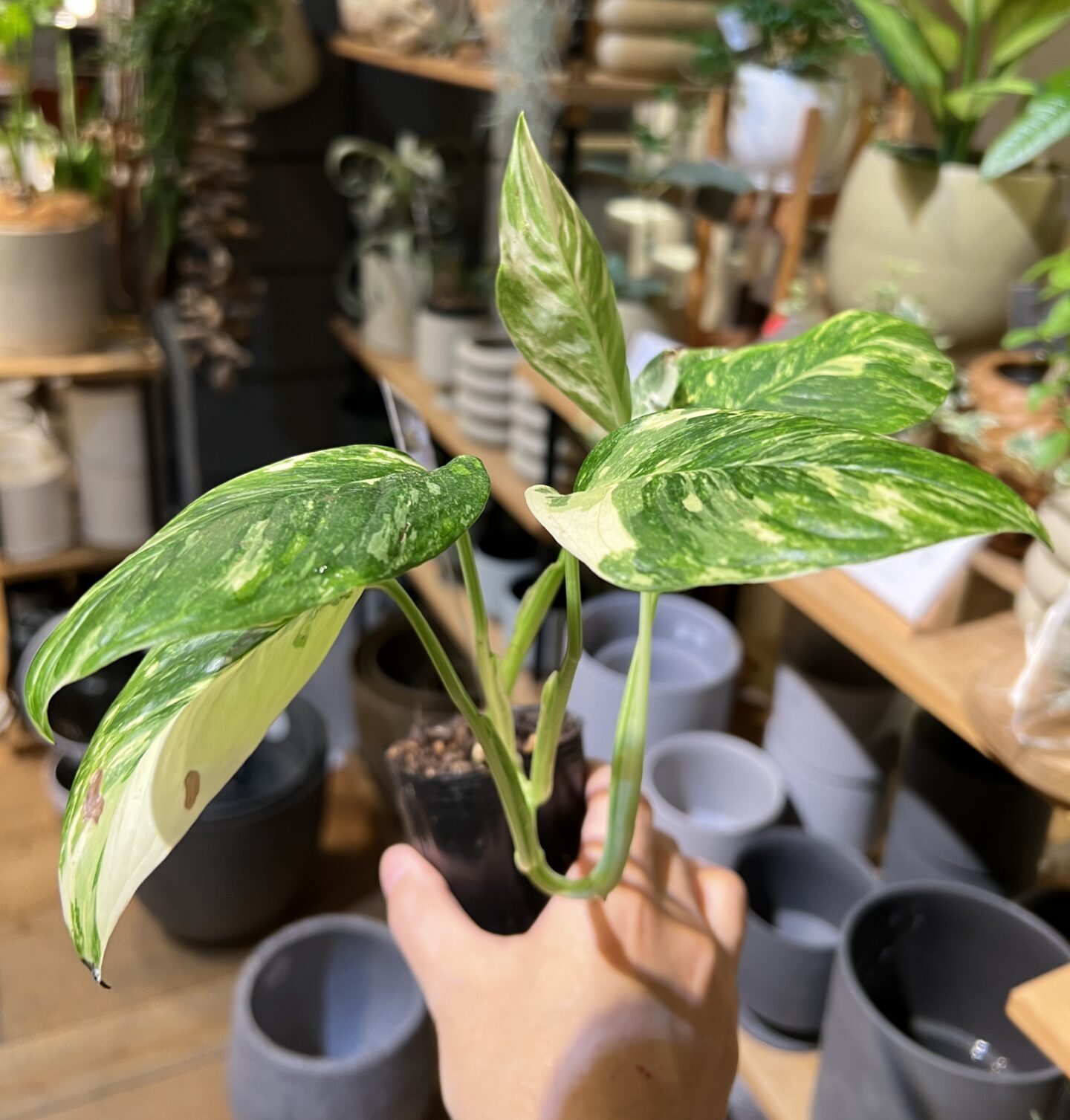 シロウト園芸 Leafy Life 101 記事一覧 | シロウト園芸