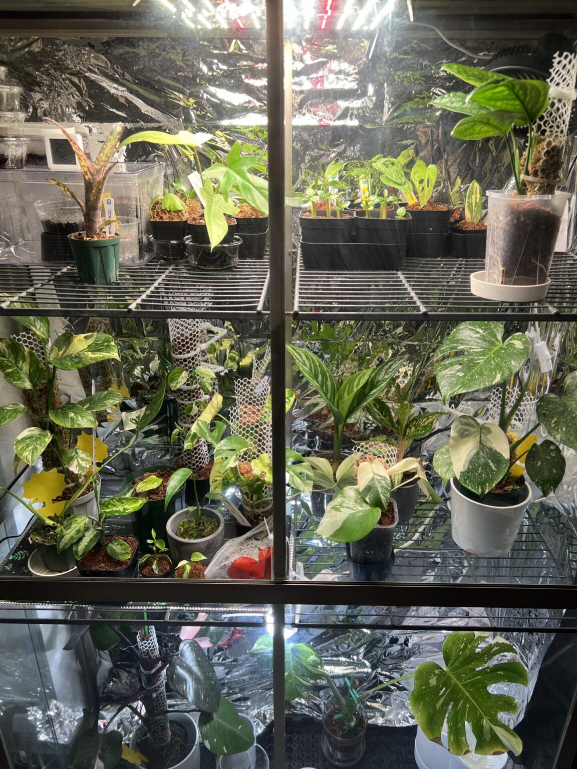 シロウト園芸 Leafy Life 101 | 観葉植物を楽しんで育てる