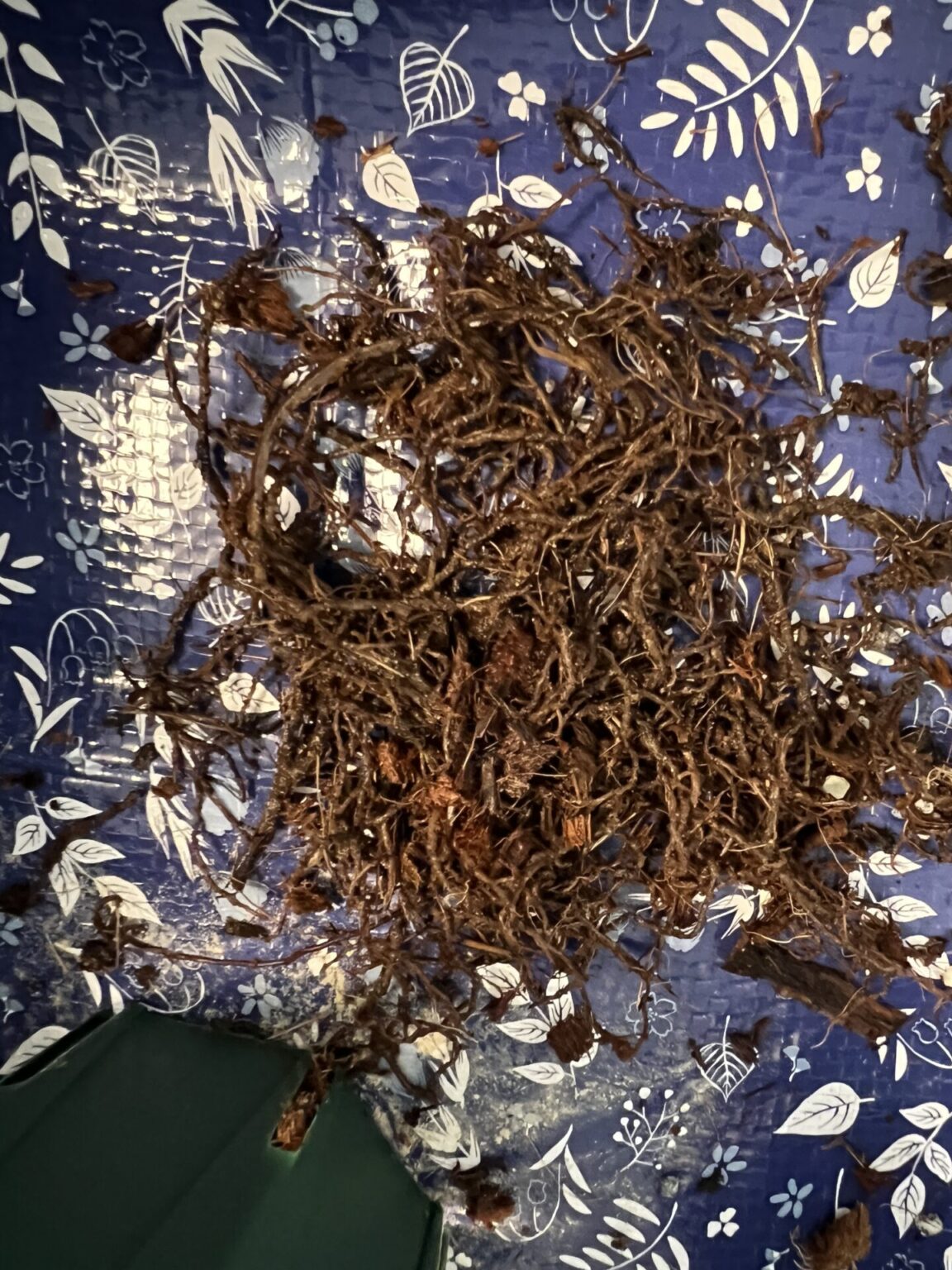 フィロデンドロン・(エルベセンス) ‘ピンクプリンセス’成長記録・育て方 | シロウト園芸 Leafy Life 101