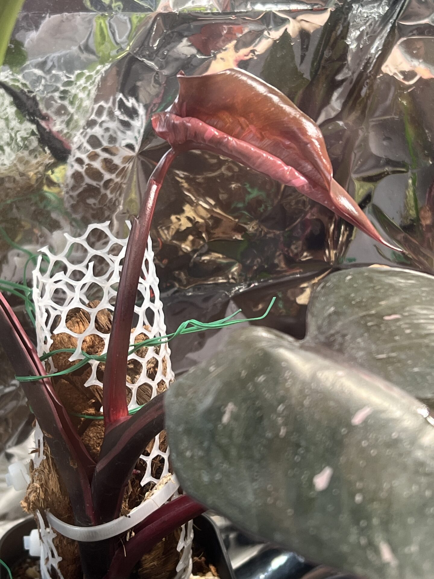 フィロデンドロン・(エルベセンス) ‘ピンクプリンセス’成長記録・育て方 | シロウト園芸 Leafy Life 101