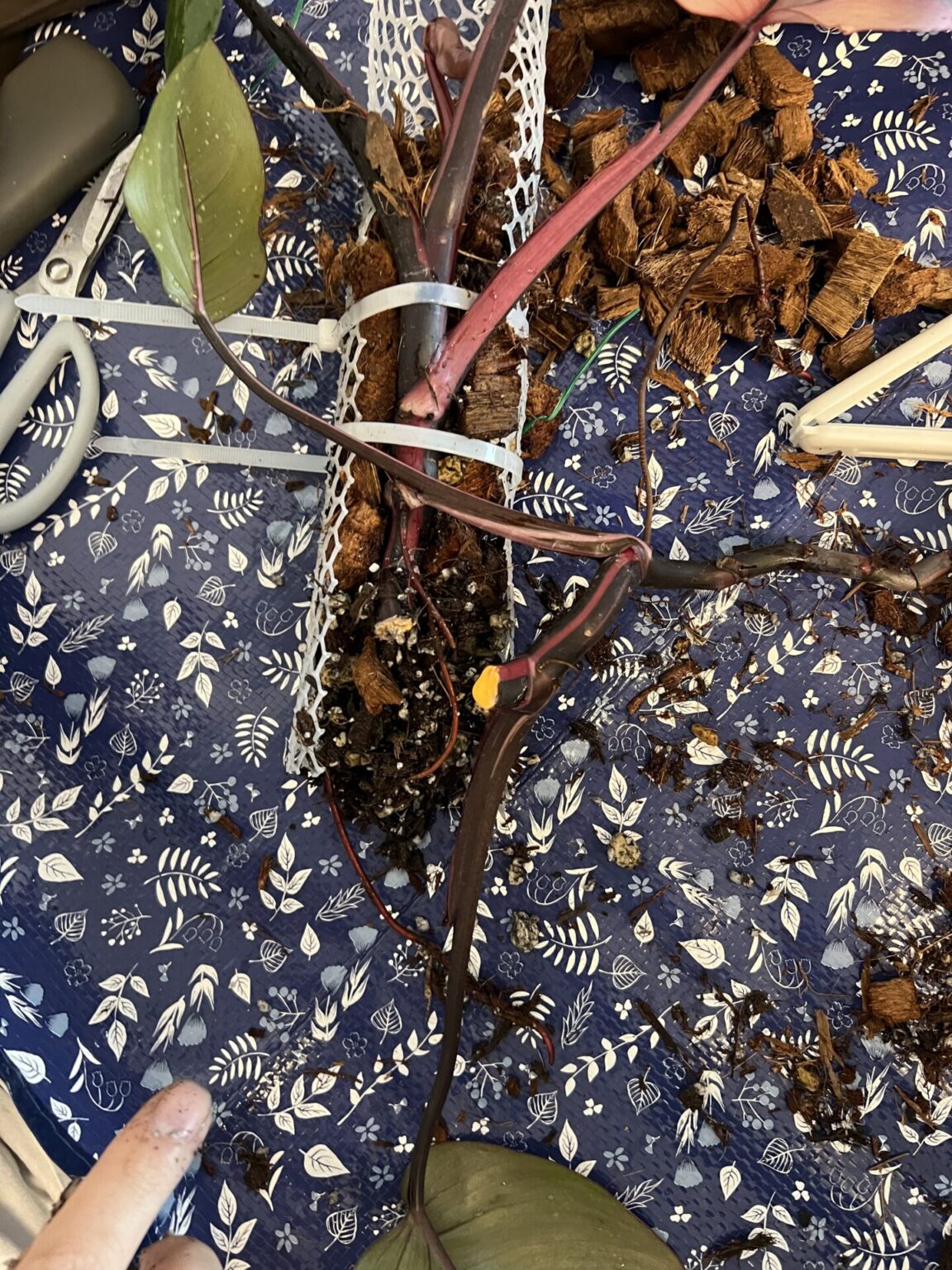 【2025年版】おすすめ自作モスポールの最適解は140円/本！目的、メリット、作り方 | シロウト園芸 Leafy Life 101