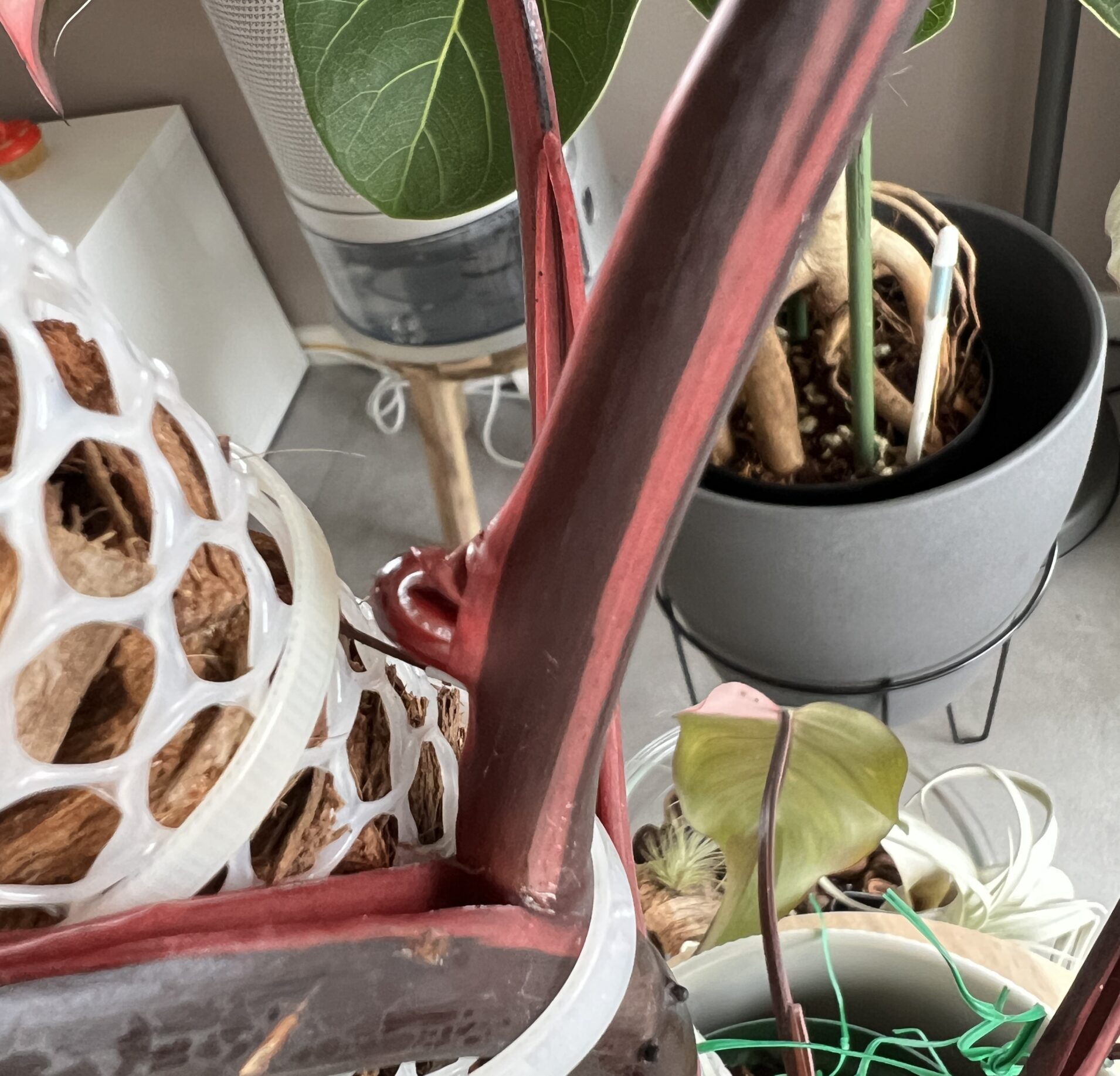 フィロデンドロン・(エルベセンス) ‘ピンクプリンセス’成長記録・育て方 | シロウト園芸 Leafy Life 101