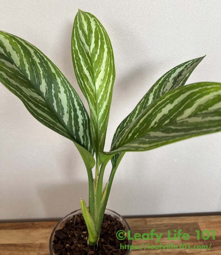 アグラオネマ・ニティドゥム ‘カーティシー’ 成長記録・育て方 | シロウト園芸 Leafy Life 101