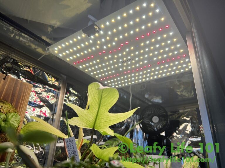 シロウト園芸 Leafy Life 101 | 観葉植物を楽しんで育てる