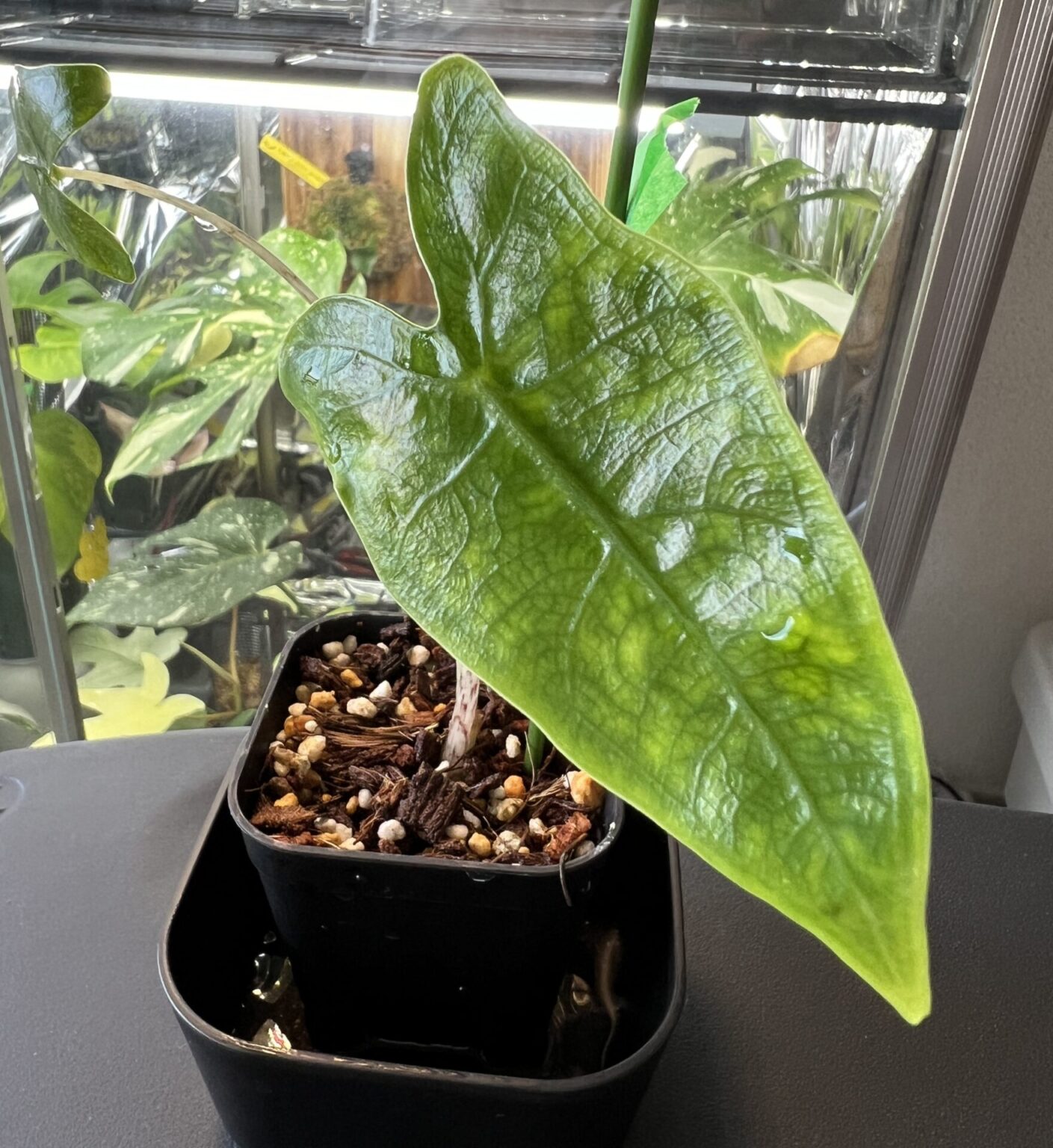 アロカシア・ゼブリナ ‘レティキュラータ’の成長記録・育て方 | シロウト園芸 Leafy Life 101