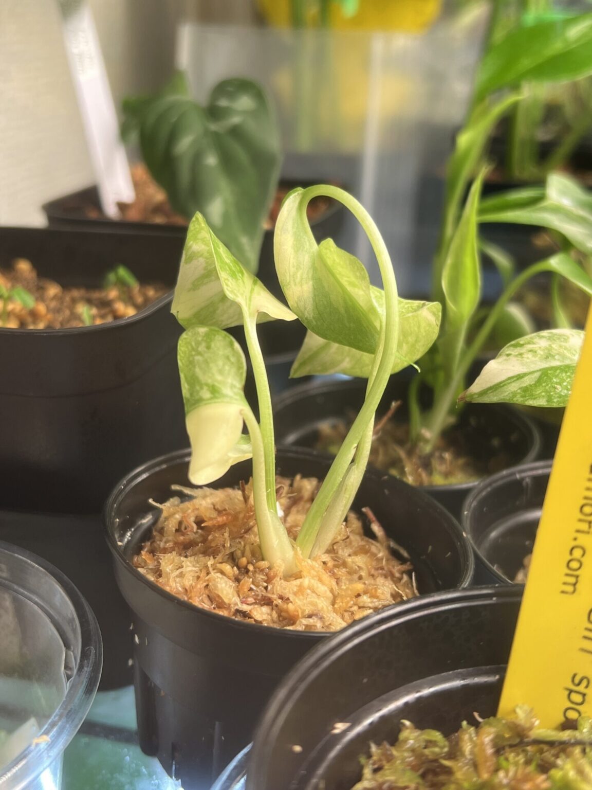 シロウト園芸 Leafy Life 101 | 観葉植物 | DIY | 子育て