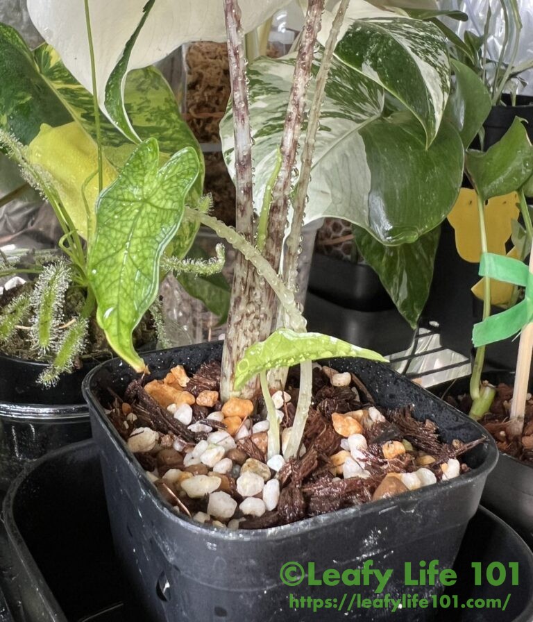 アロカシア・ジャックリン(ジャクリン)の成長記録・育て方 | シロウト園芸 Leafy Life 101