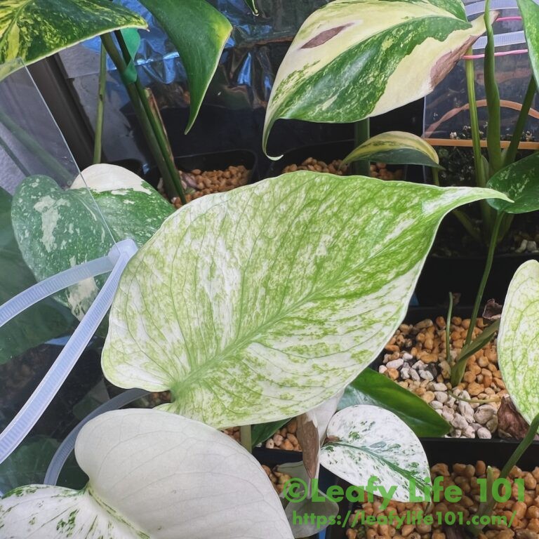 【2025年】モンステラの種類(斑入り含む)、42種類の画像と解説入り図鑑 | シロウト園芸 Leafy Life 101