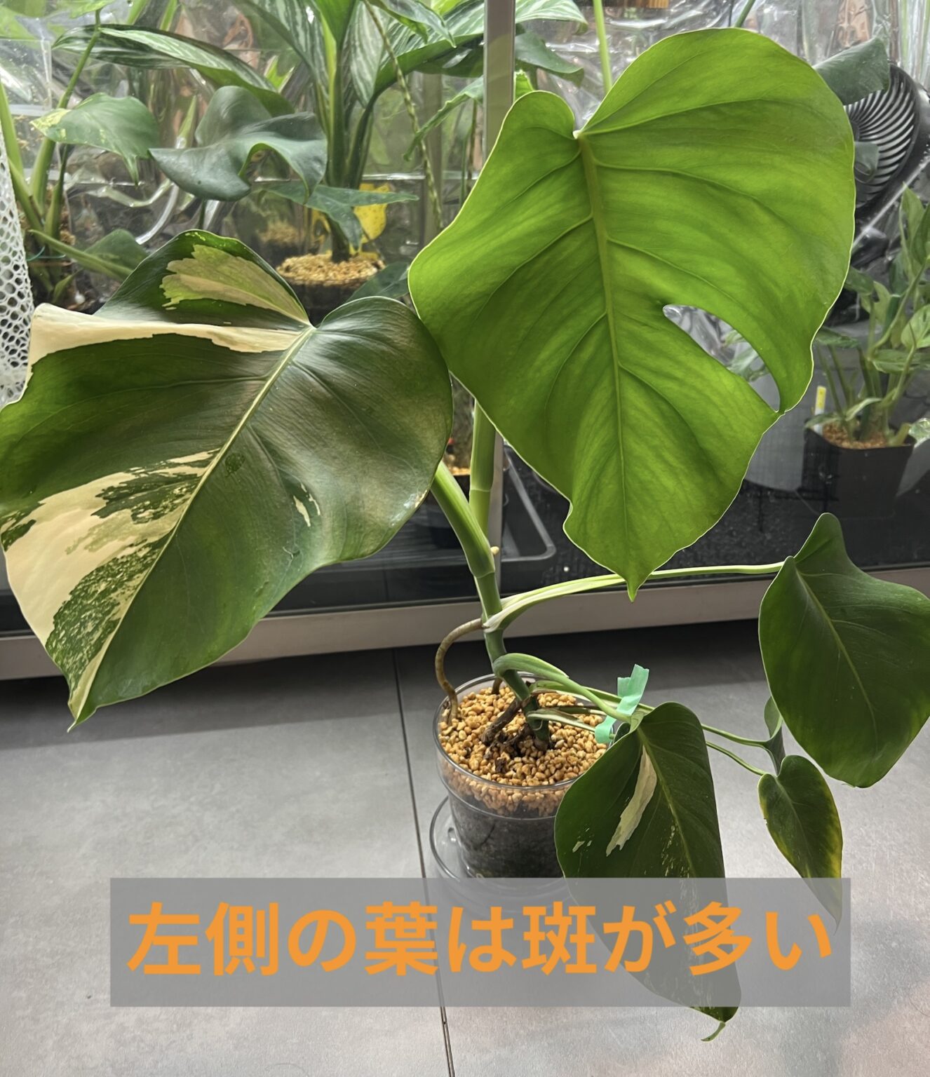 【検証結果あり】斑が消えたモンステラ(植物)を復活させる方法 | シロウト園芸 Leafy Life 101