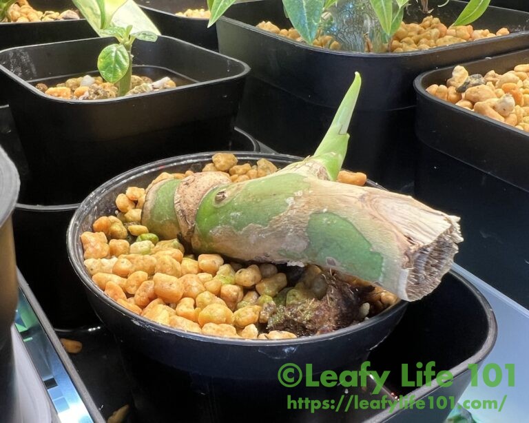 【2024年完全版】モンステラの増やし方 株分け増殖方法まとめ | シロウト園芸 Leafy Life 101