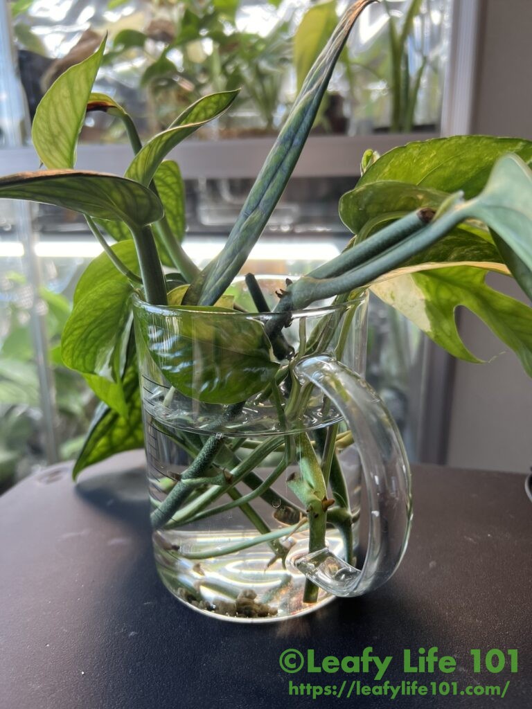 【2024年完全版】モンステラの増やし方 株分け増殖方法まとめ | シロウト園芸 Leafy Life 101