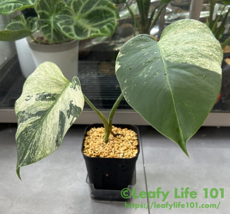 シロウト園芸 Leafy Life 101 | 観葉植物を楽しんで育てる