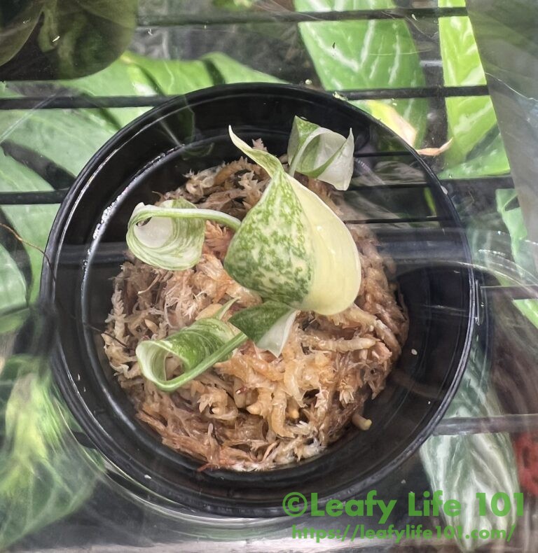 シロウト園芸 Leafy Life 101 | 観葉植物を楽しんで育てる