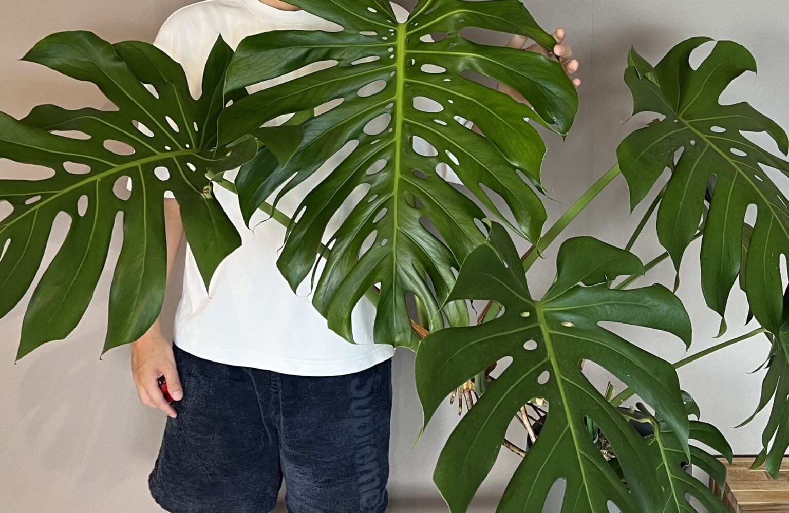 【初めてのモンステラ】後悔しない！かっこいいモンステラの選び方、おすすめの種類!! | シロウト園芸 Leafy Life 101